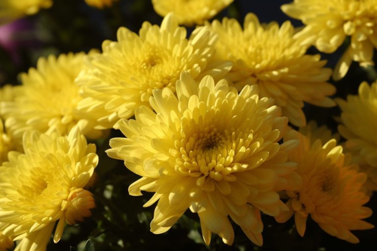 10 Flowers That Represent Wisdom: Blooms Of Secret - Foliage Friend ...