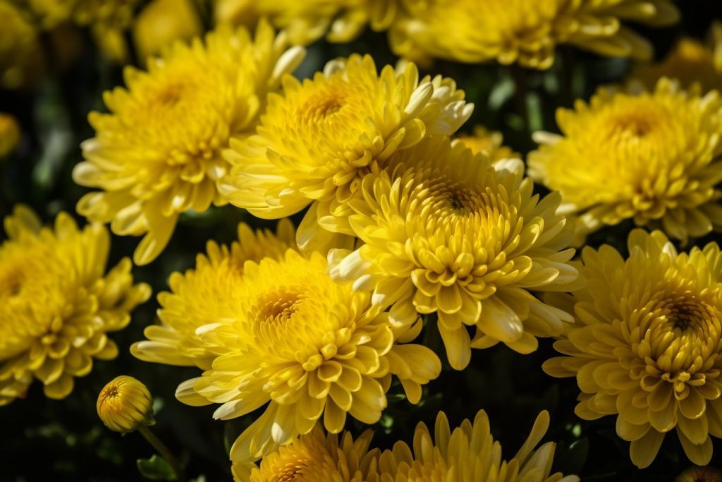 10 Flowers That Represent Remembrance: Blooms Of Forever - Foliage ...