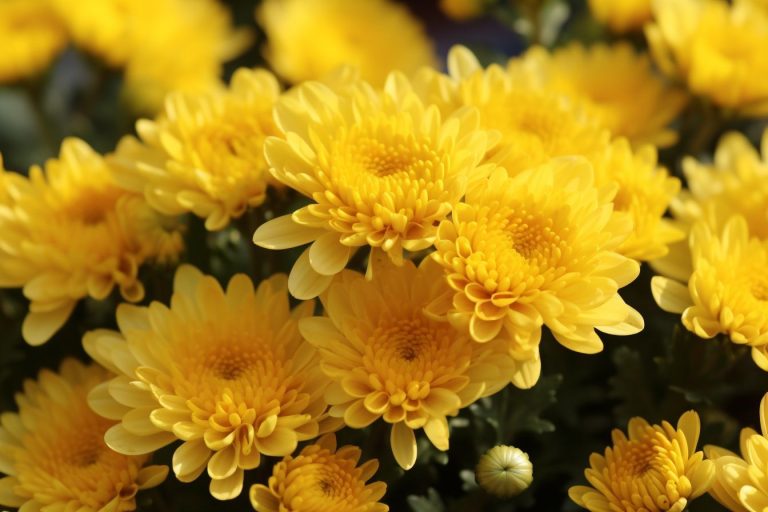 10 Flowers That RepresentLife And Death: Cycle Of Blooms - Foliage ...