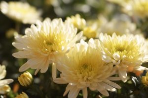 10 Flowers That Represent Strength And Resilience: Blooms Of Power ...