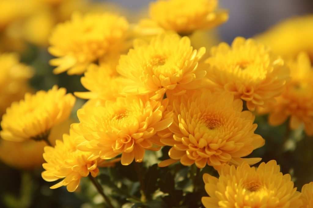 10 Flowers That Represent Joy: Blooms Of Bliss - Foliage Friend - Learn ...