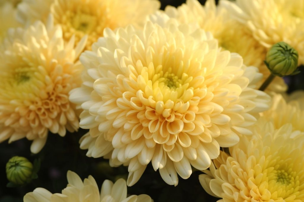 10 Flowers That Represent Courage: Blooms Of Boldness - Foliage Friend ...