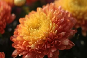 Kiku Flower Meaning, Symbolism & Spiritual Significance - Foliage ...