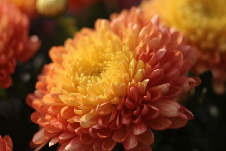 Kiku Flower Meaning, Symbolism & Spiritual Significance - Foliage ...