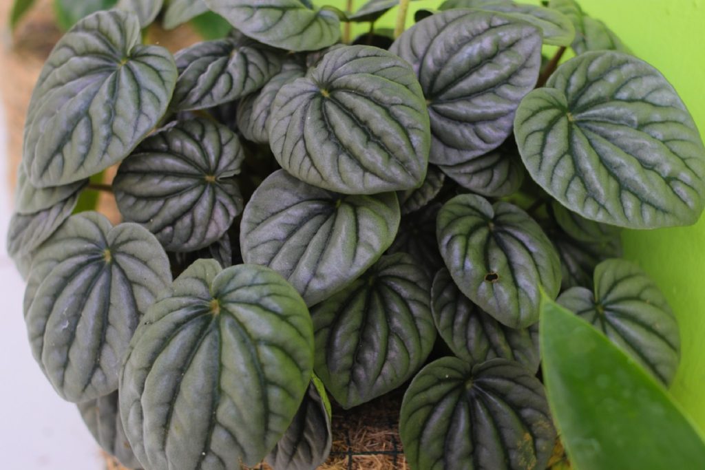 Types of Peperomia: Exploring Varieties and Care Tips - Foliage Friend ...