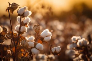 Cotton Flower Meaning, Symbolism & Spiritual Significance - Foliage ...