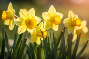 10 Flowers That Represent Rebirth: New Beginnings - Foliage Friend ...