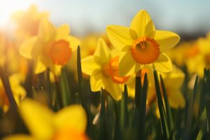 10 Flowers That Represent Family: Heartwarming Blooms - Foliage Friend ...