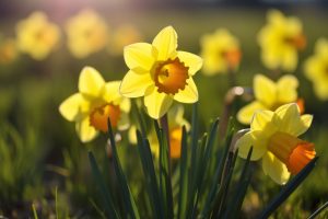 10 Flowers That Represent Birth: New Beginnings - Foliage Friend ...