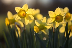 10 Flowers That Represent Faith: Blooms Of Devotion - Foliage Friend ...