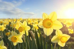 10 Flowers That Represent Happiness: Joyful Blooms - Foliage Friend ...