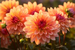 10 Flowers That Represent Kindness: Heartwarming Blooms - Foliage ...