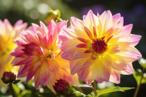 10 Flowers That Represent Joy: Blooms Of Bliss - Foliage Friend - Learn ...