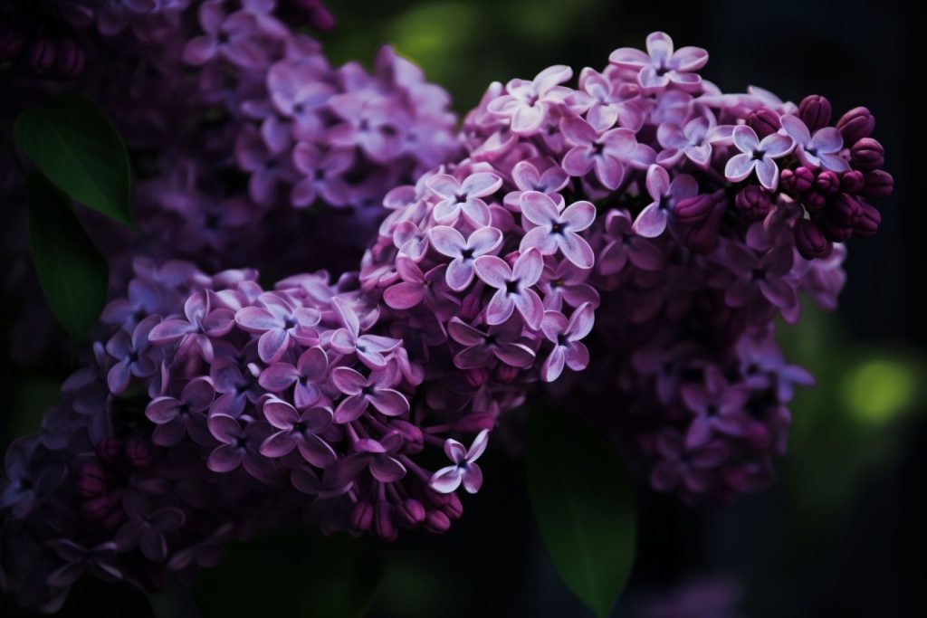 10 Flowers That Represent Forsaken Love: Heartbreak Blooms - Foliage ...