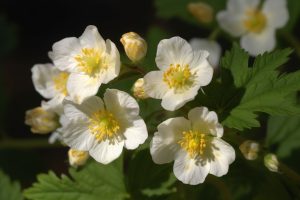 Diphylleia Flower Meaning, Symbolism & Spiritual Significance - Foliage ...