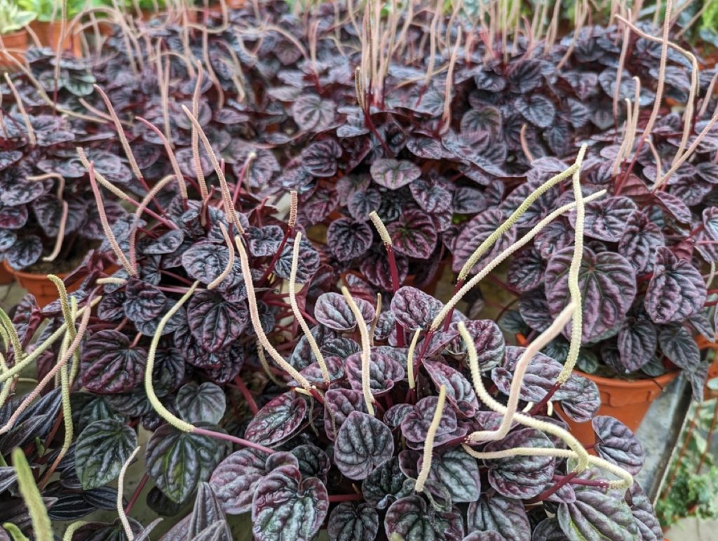 How to Save Peperomia from Root Rot: Expert Tips - Foliage Friend ...