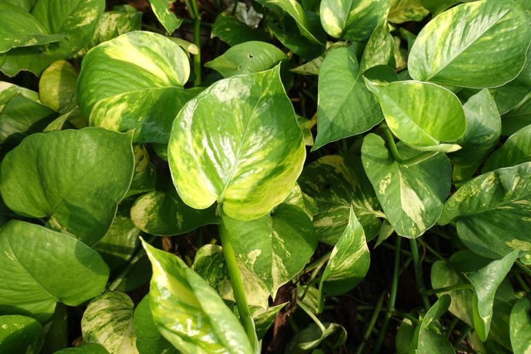 Where Do Pothos Grow in the Wild: Unraveling Their Natural Habitat ...