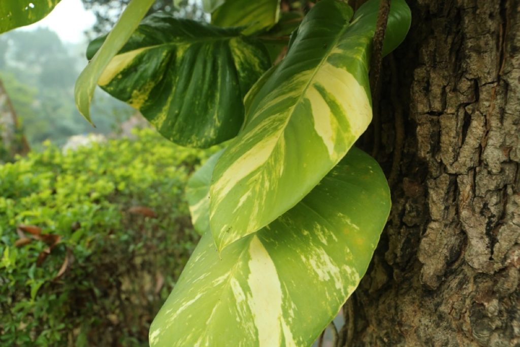 How Big Do Golden Pothos Get: Essential Growth Guide - Foliage Friend ...