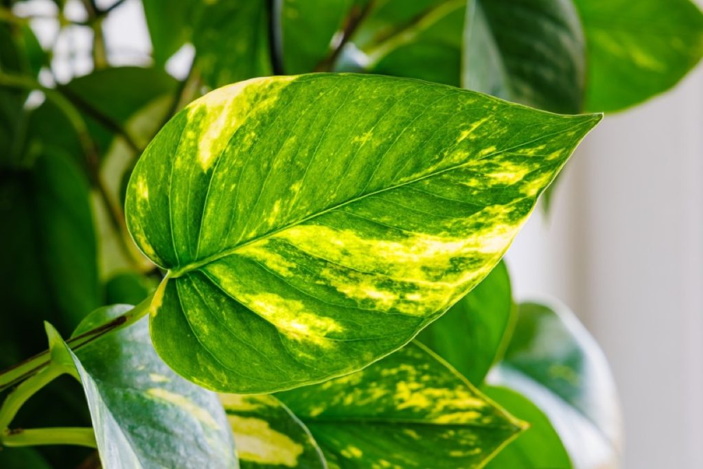 How to Care for Golden Pothos: Expert Tips and Tricks - Foliage Friend ...