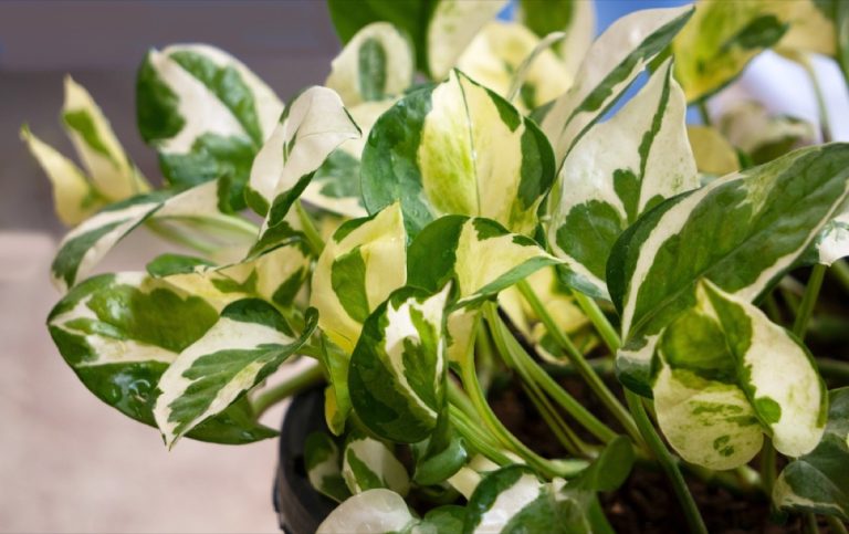 How to Hang Pothos: A Simple Guide for Stunning Displays - Foliage ...