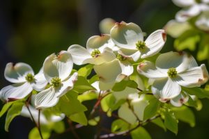 10 Flowers That Represent Jesus: Blossoms Of Faith - Foliage Friend ...