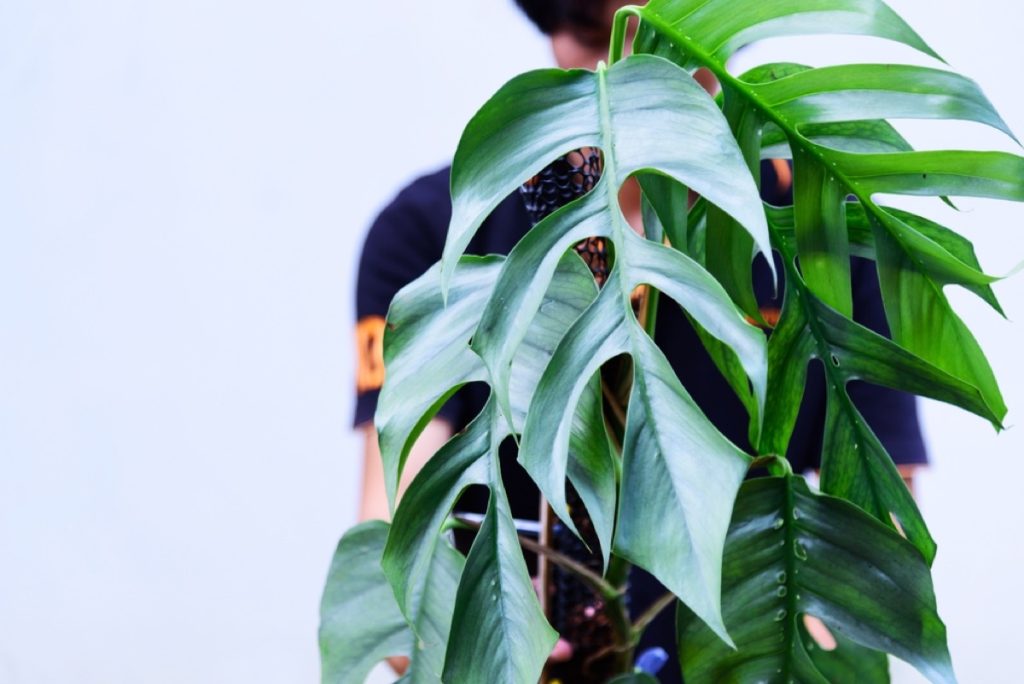 Epipremnum Pinnatum vs Pothos: Key Differences Explained - Foliage ...