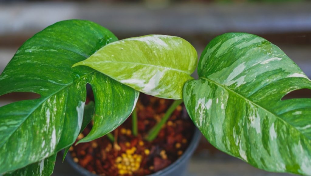 Where Do Pothos Grow in the Wild: Unraveling Their Natural Habitat ...