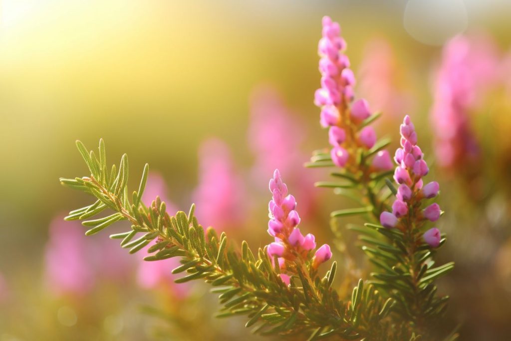 Erica Flower Meaning, Symbolism & Spiritual Significance - Foliage ...