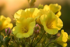 10 Flowers That Represent The Moon: Dreamy Blooms - Foliage Friend ...