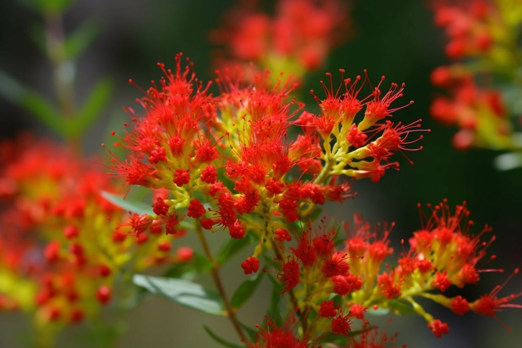 10 Flowers That Represent Fire: Flaming Blooms - Foliage Friend - Learn ...