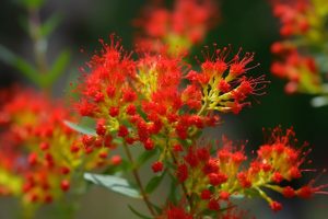 10 Flowers That Represent Fire: Flaming Blooms - Foliage Friend - Learn ...