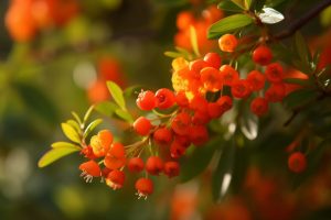 10 Flowers That Represent Fire: Flaming Blooms - Foliage Friend - Learn ...