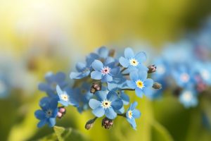 10 Flowers That Represent Death Of A Loved One: Blooms Of Comfort ...