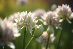 10 Flowers That Represent Protection: Guardians Of Nature - Foliage ...