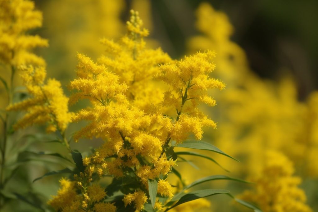 10 Flowers That Represent Freedom: Liberty Blooms - Foliage Friend ...
