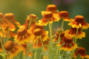 10 Flowers That Represent The Sun: Radiant Blooms - Foliage Friend ...