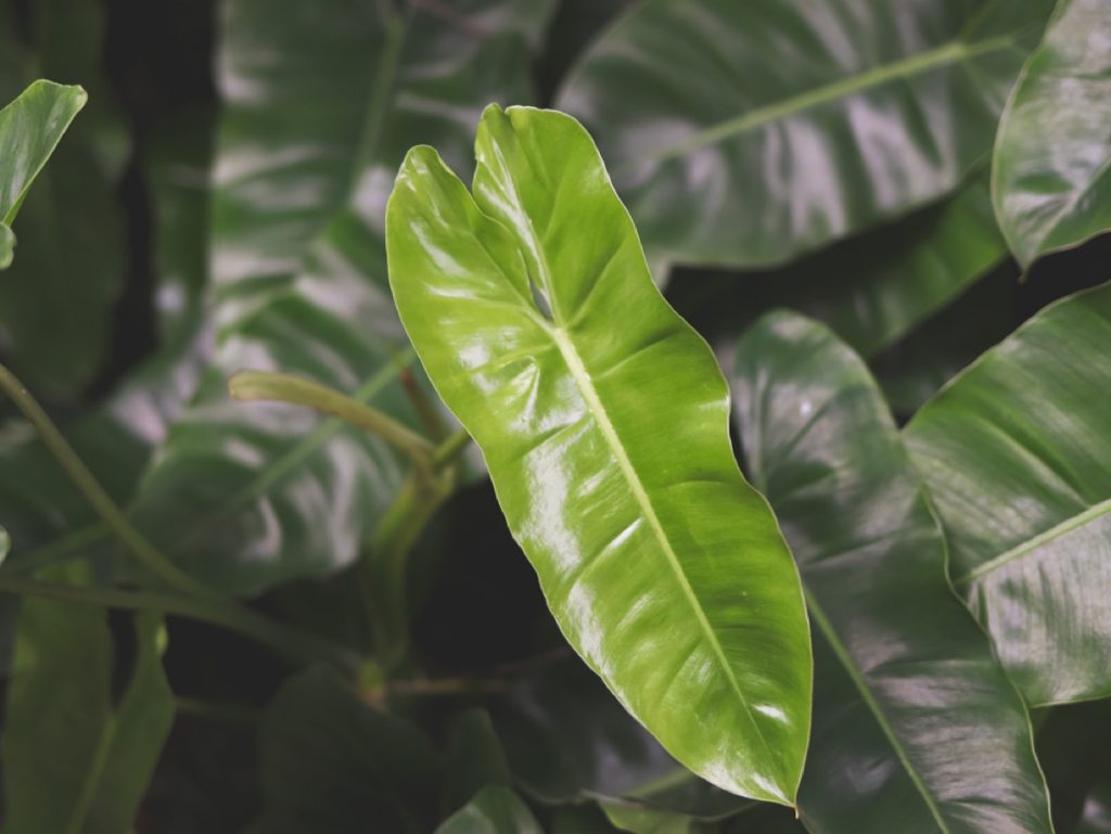 Outdoor Philodendron Types: A Comprehensive Guide - Foliage Friend ...