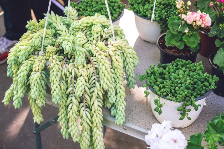 How to Propagate Donkey Tail: Succulent Growing Guide - Foliage Friend ...
