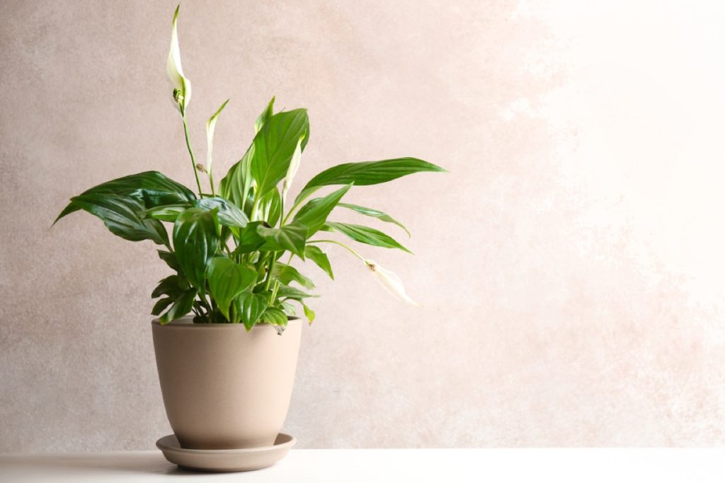 How to Care for a Peace Lily Plant Indoors: Expert Guide - Foliage ...