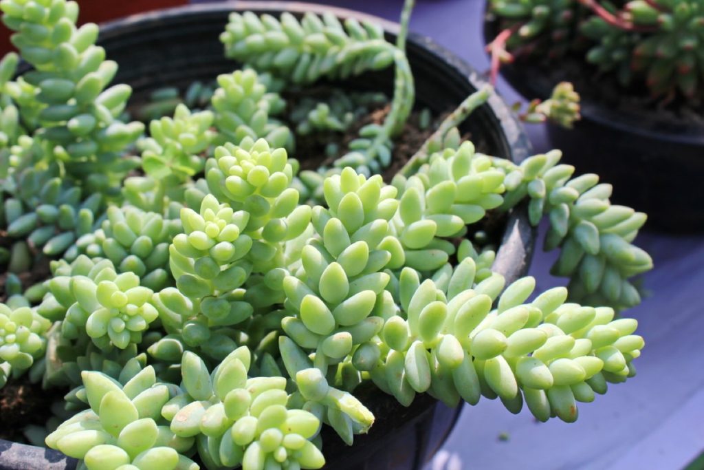 How Long is a Donkey Tail Plant: Key Insights and Tips - Foliage Friend ...
