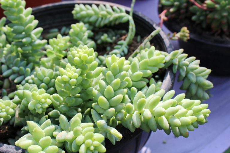 How to Propagate Donkey Tail: Succulent Growing Guide - Foliage Friend ...