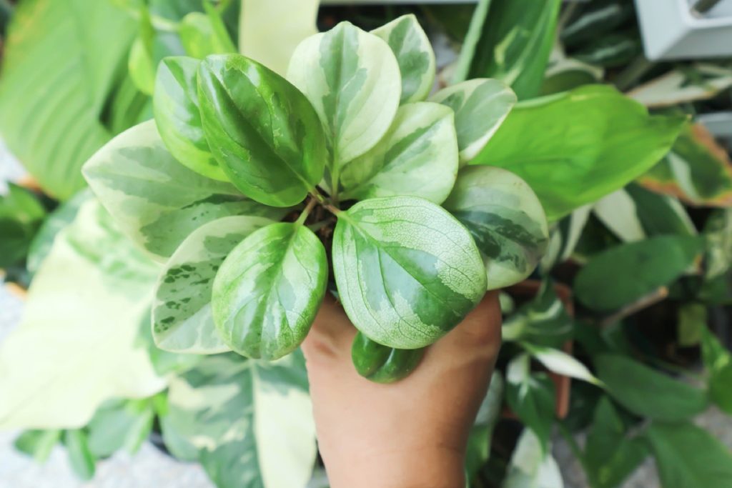 When to Repot Watermelon Peperomia: Essential Timing Tips - Foliage ...