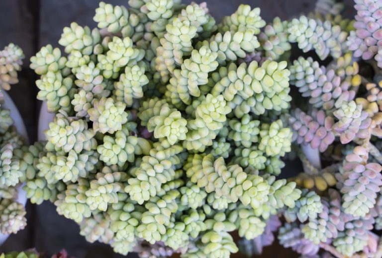 Donkey Tail Plant - Foliage Friend - Learn About Different Types of Plants