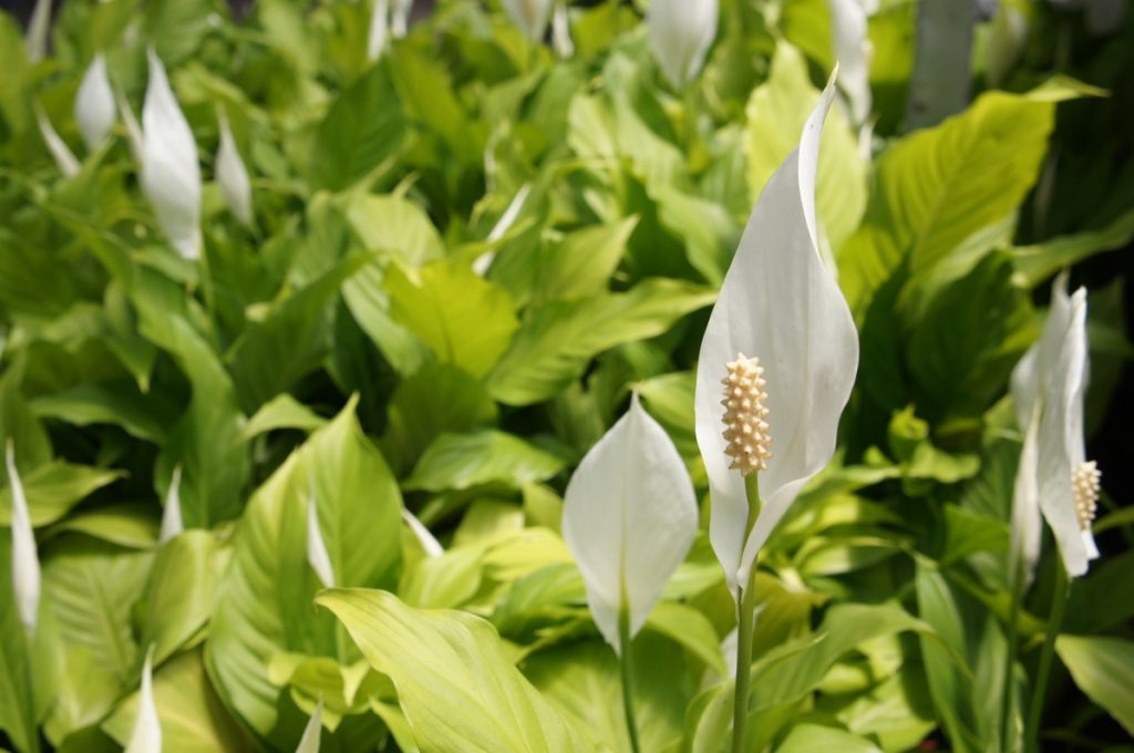 How Much Light Does a Peace Lily Need? Expert Guide - Foliage Friend ...