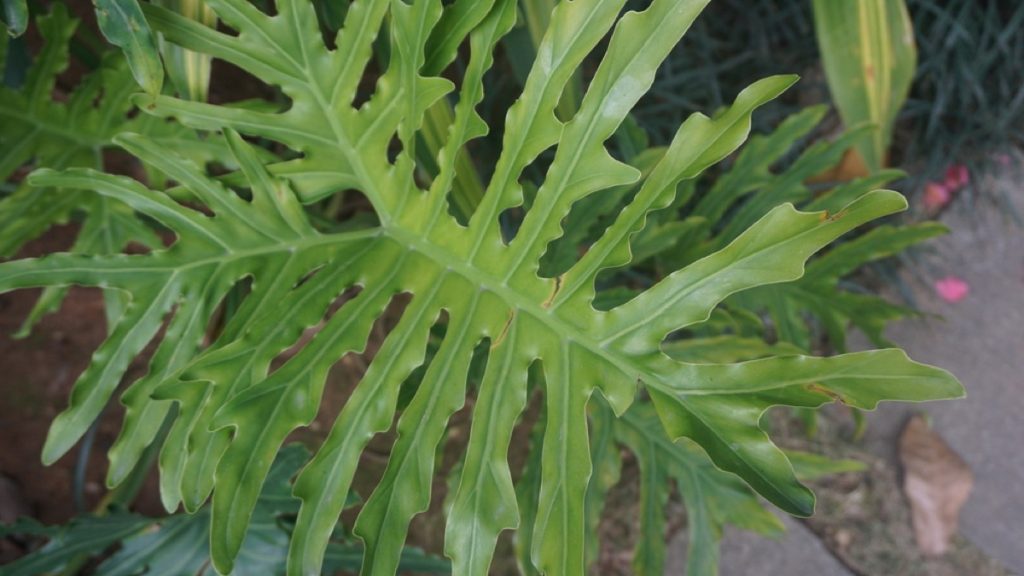 What to Do with Philodendron Aerial Roots: Expert Tips - Foliage Friend ...
