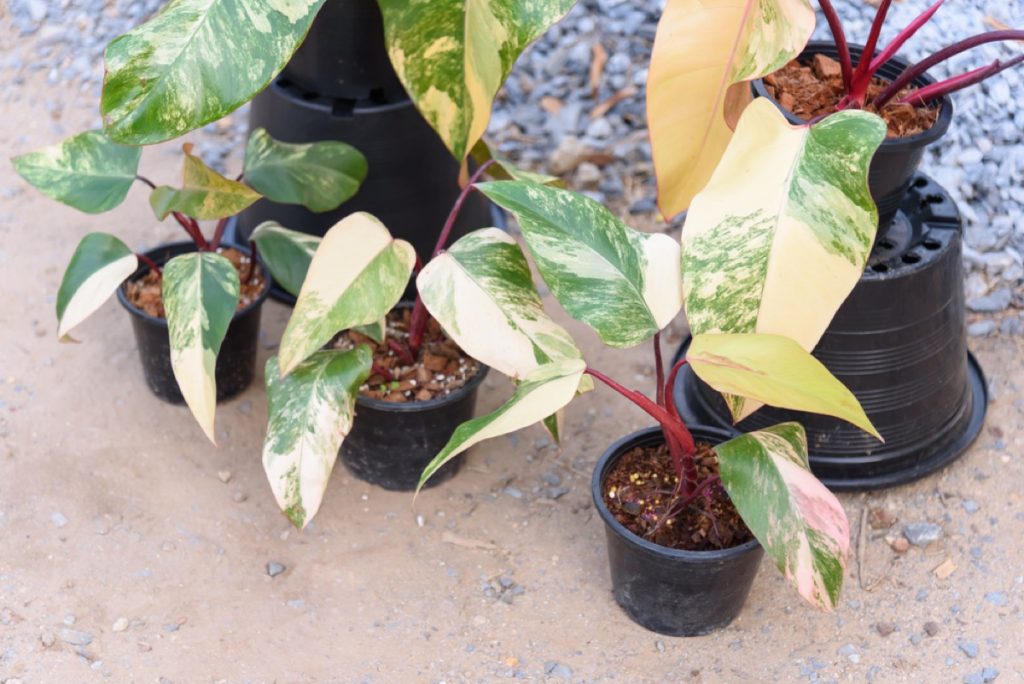 Best Window for Philodendron: Optimal Light & Placement Guide - Foliage ...