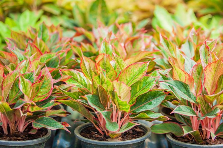 How to Care for Aglaonema Red Chinese Evergreen: Expert Tips - Foliage ...