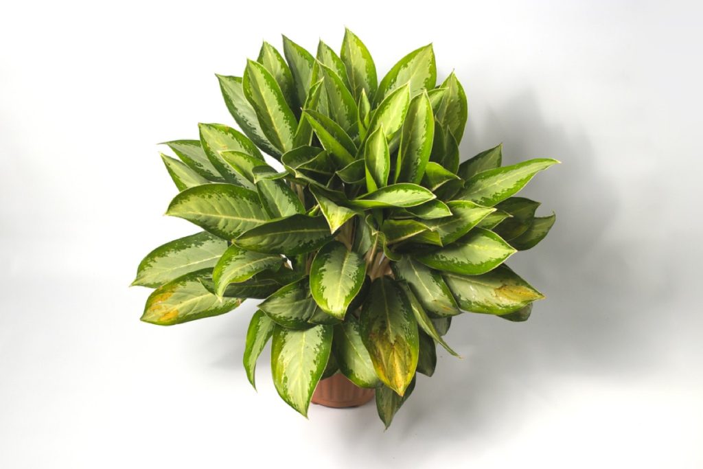 Chinese Evergreen - Foliage Friend - Learn About Different Types of Plants