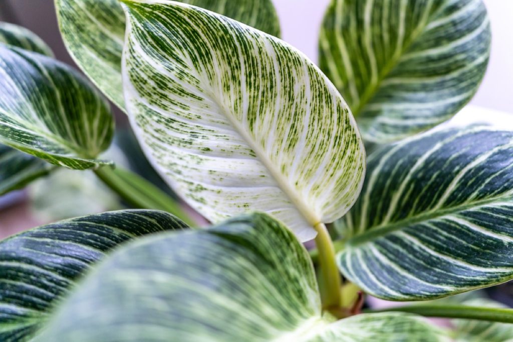 What is a Philodendron: A Guide to the Popular Houseplant - Foliage ...