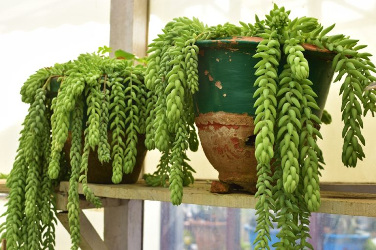 How to Propagate Donkey Tail: Succulent Growing Guide - Foliage Friend ...